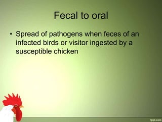 Biosecurity of a poultry farm.pptx