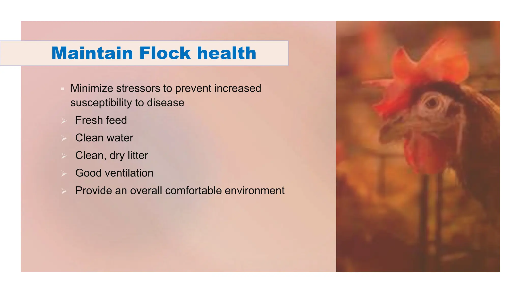 Biosecurity Measure for Poultry farm PPT | PPTX