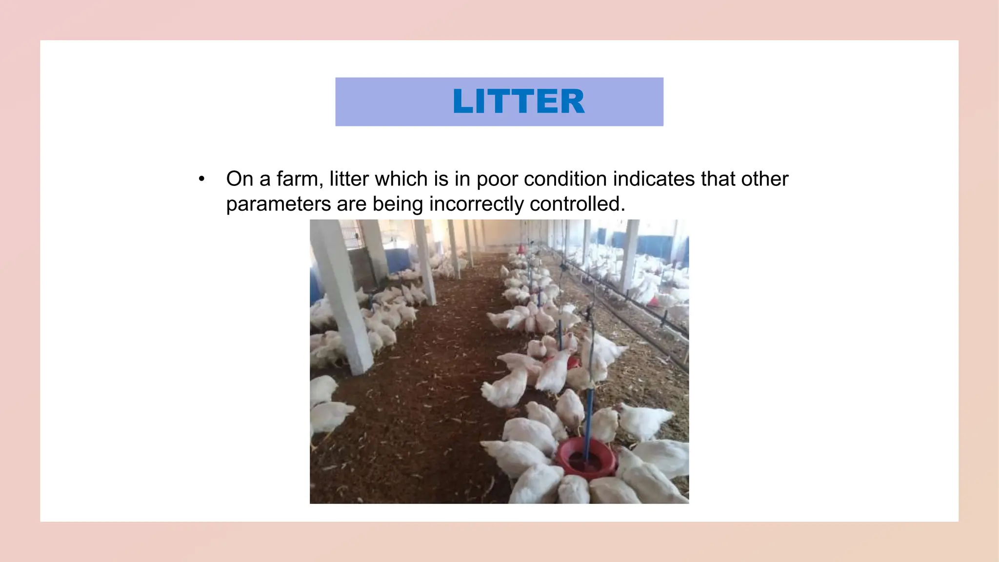 Biosecurity Measure for Poultry farm PPT | PPTX