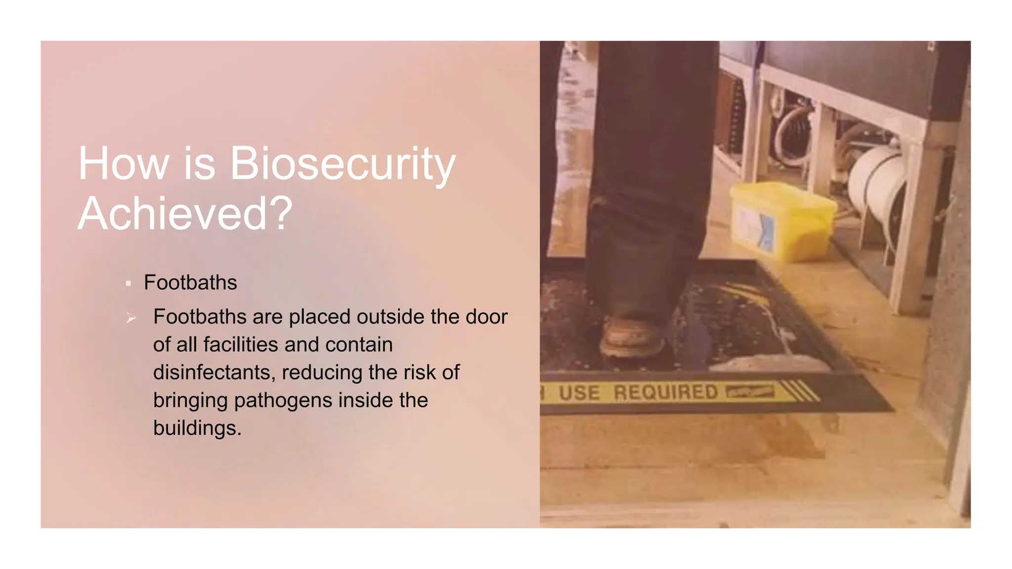 Biosecurity Measure for Poultry farm PPT | PPTX