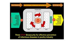 Biosecurity measures for Poultry farms.pptx