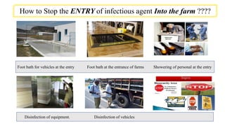 Biosecurity measures for Poultry farms.pptx