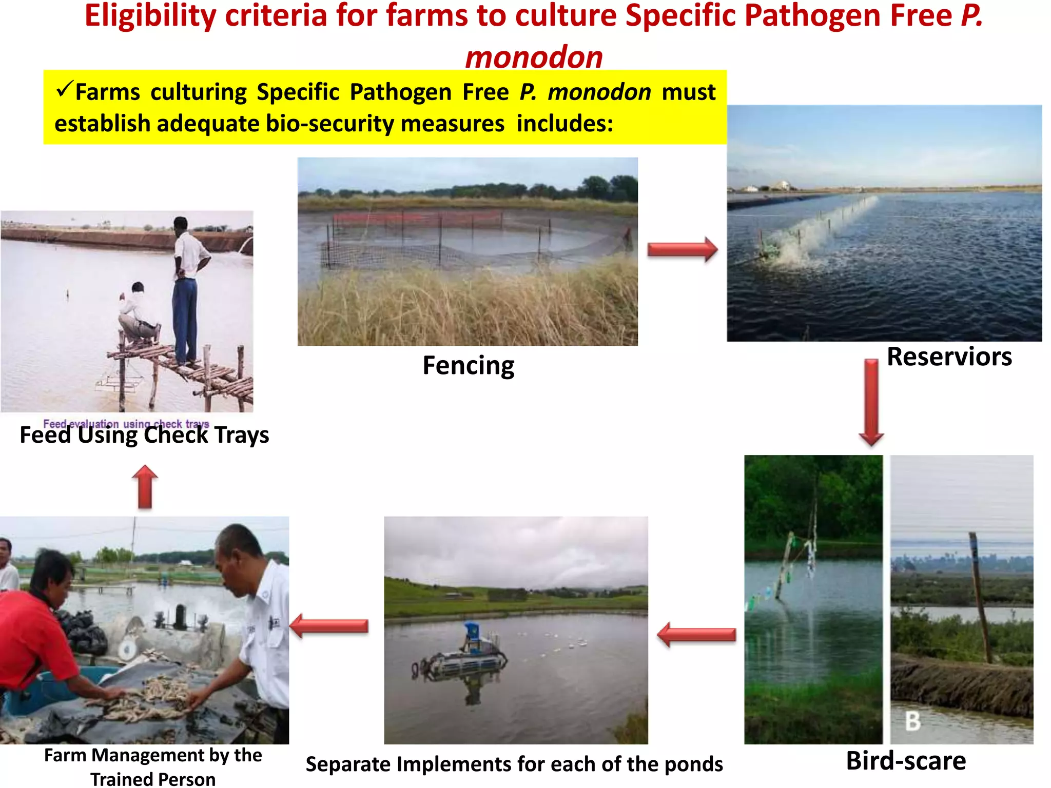 Biosecurity measures in shrimp farming | PPTX