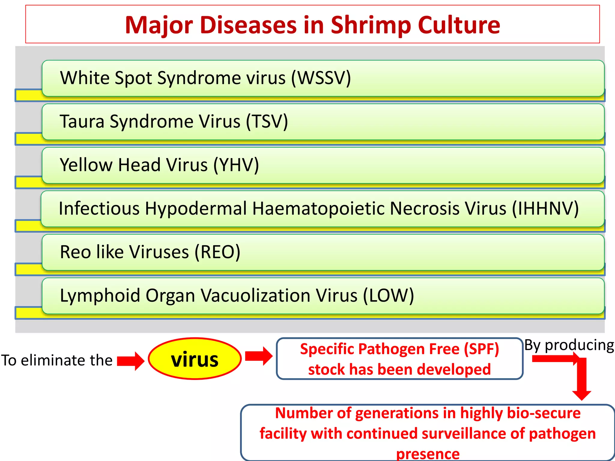 Biosecurity measures in shrimp farming | PPTX