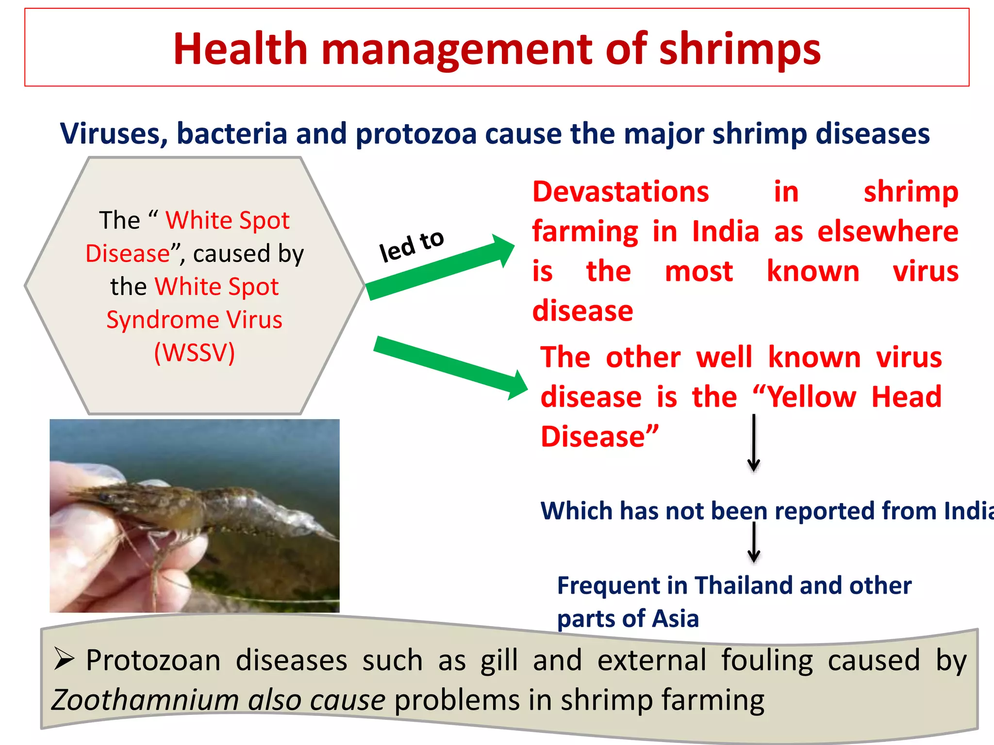 Biosecurity measures in shrimp farming | PPTX