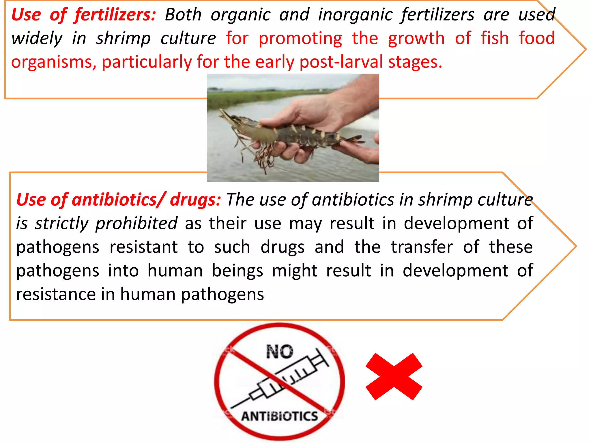 Biosecurity measures in shrimp farming | PPTX