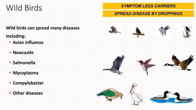 Biosecurity part-3.pdf by ash rana | PPT Biosecurity part-3.pdf by ash rana | PPT