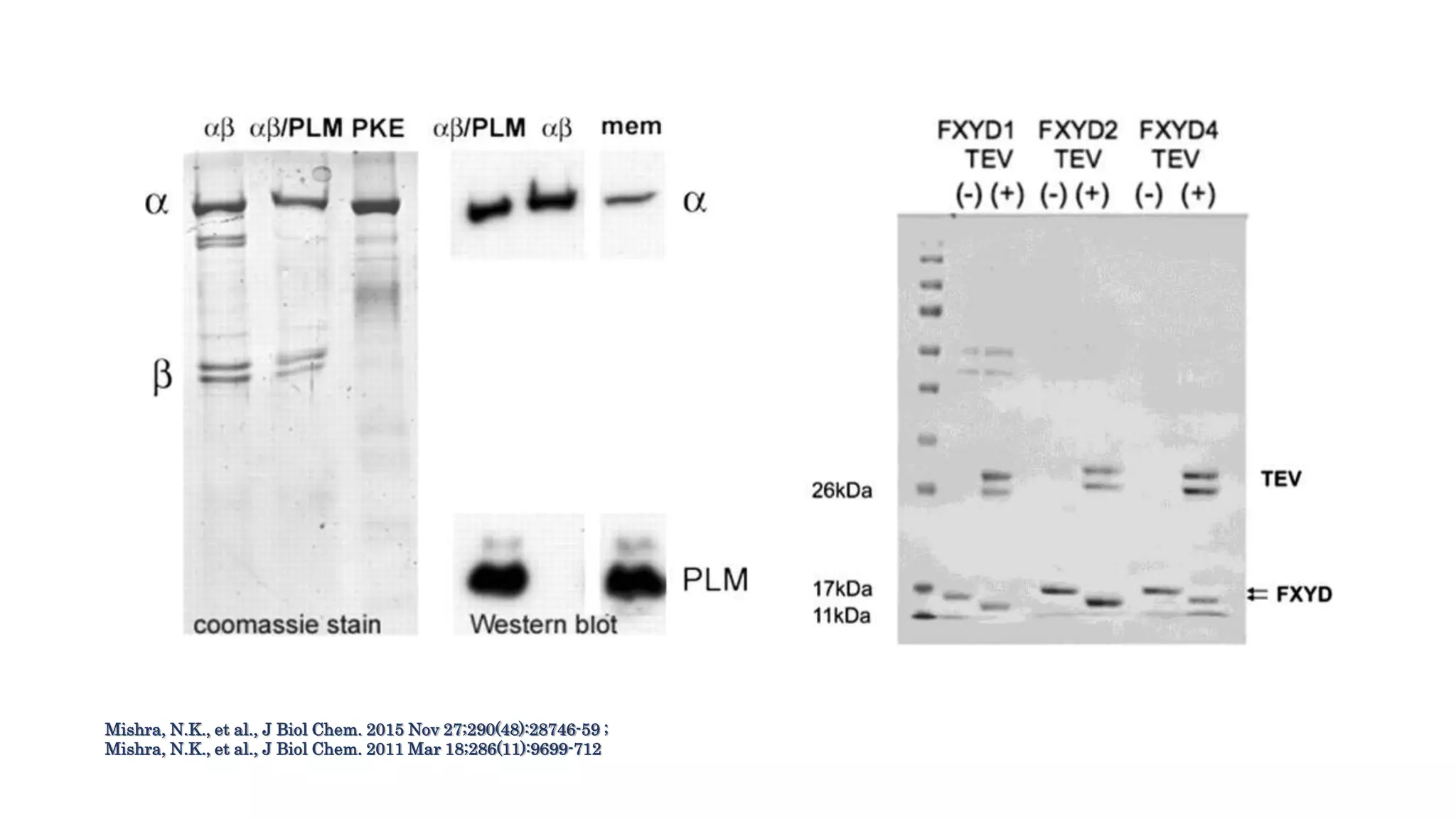 Biosefty Committee.pptx