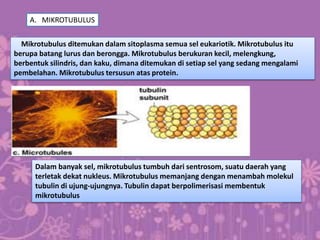Biologi sel slide show | PPTX