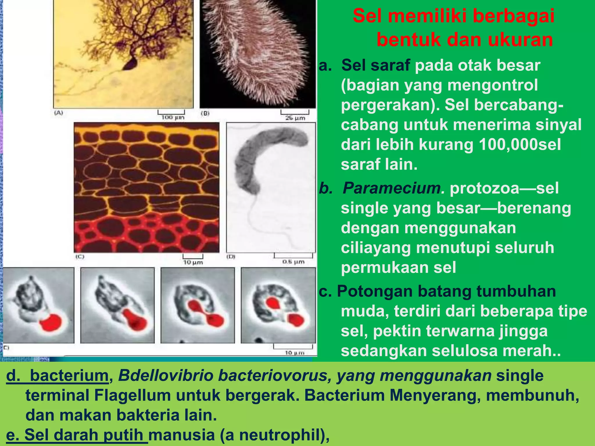Biologi Sel 1 (Universitas Kuningan) | PPTX