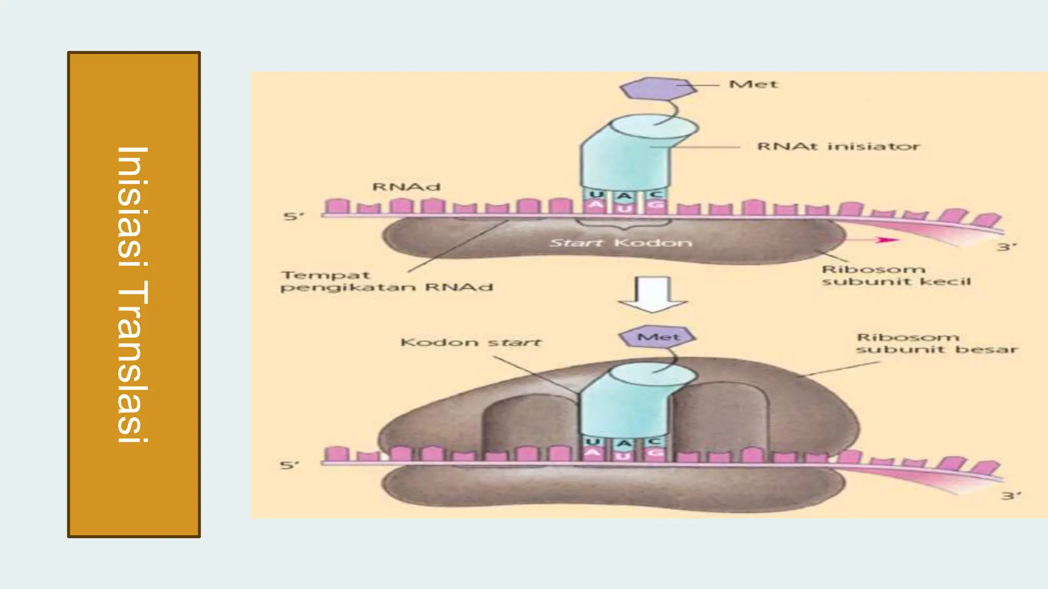 BIO sel dan Molekul: ribosom dan sintesis protein.pptx