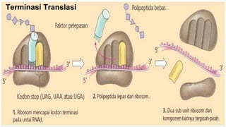 BIO sel dan Molekul: ribosom dan sintesis protein.pptx