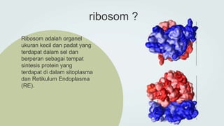 BIO sel dan Molekul: ribosom dan sintesis protein.pptx