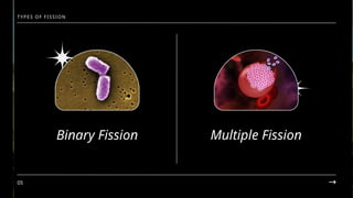 Fission- asexual mode of reproduction - cell | PPTX