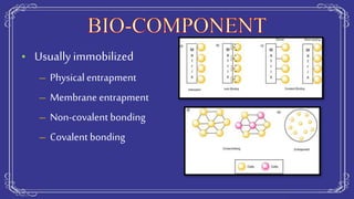 Biosensors and their applications in Food Safety | PPTX