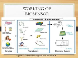 Biosensor | PPTX | Chemistry | Science