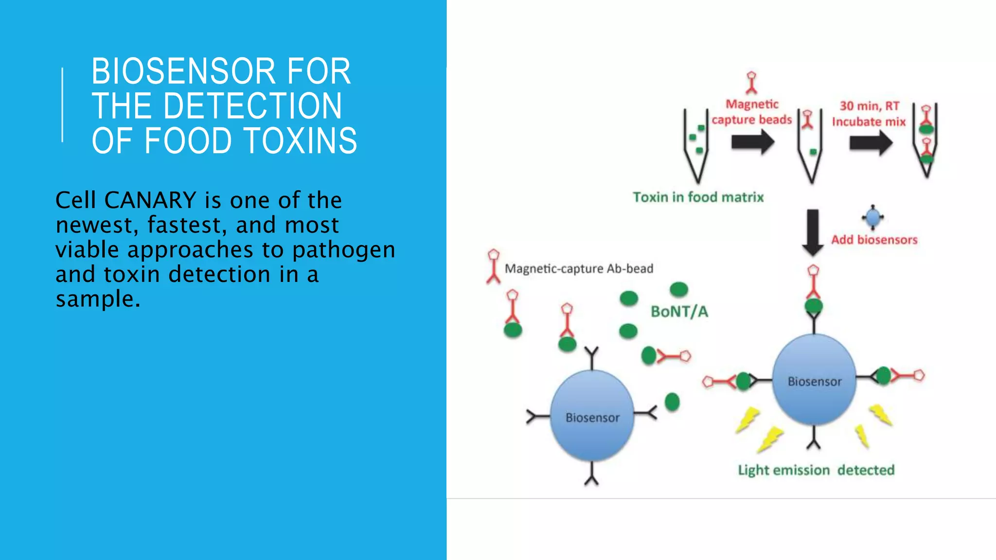 Biosensor for the monitring of food | PPTX | Science