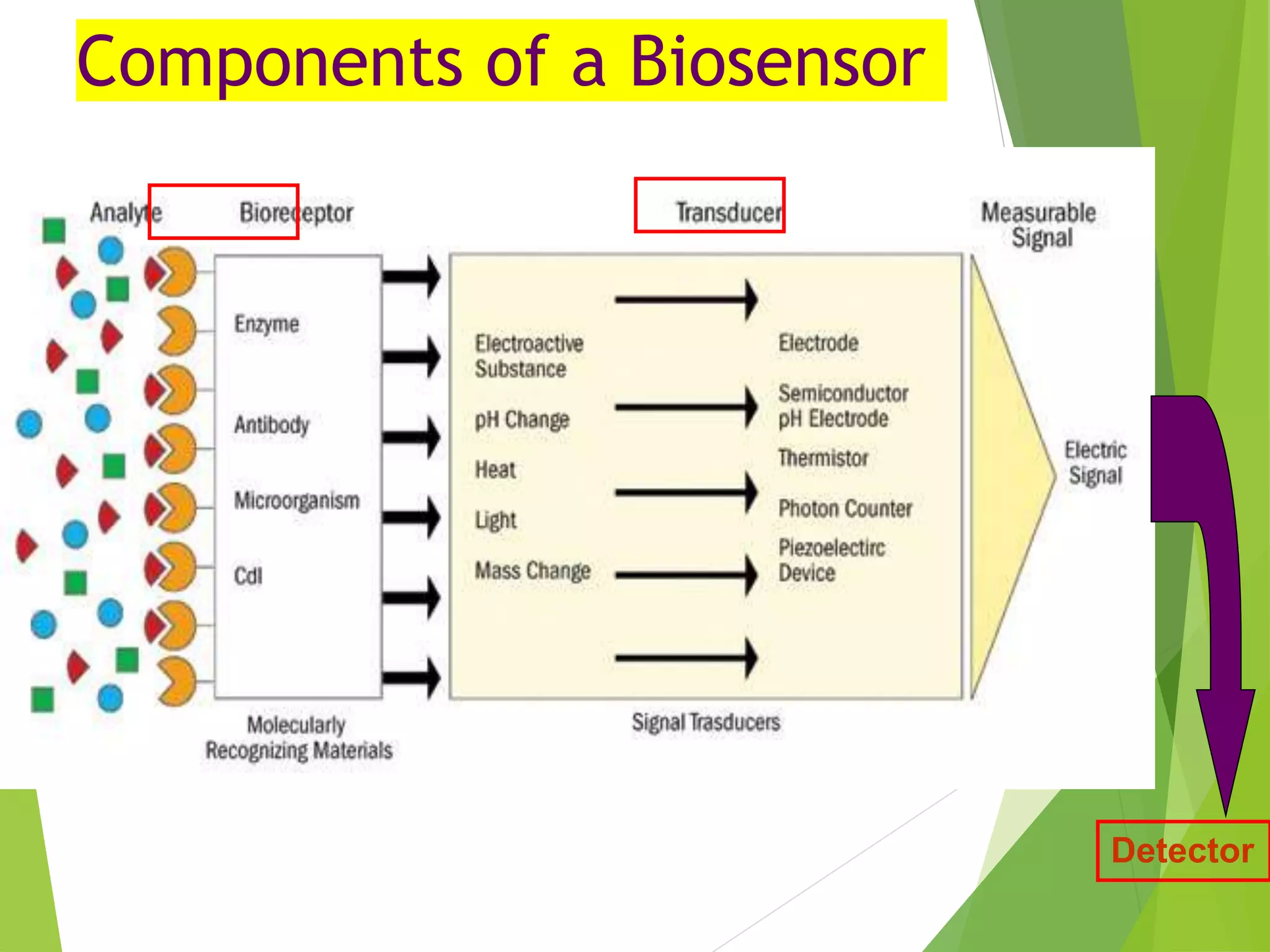 Biosensors: General Principles and Applications | PPT | Chemistry | Science