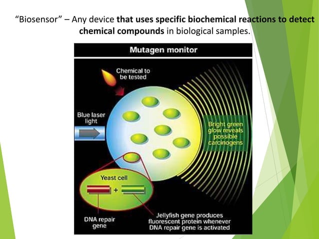Biosensors: General Principles and Applications | PPT | Chemistry | Science