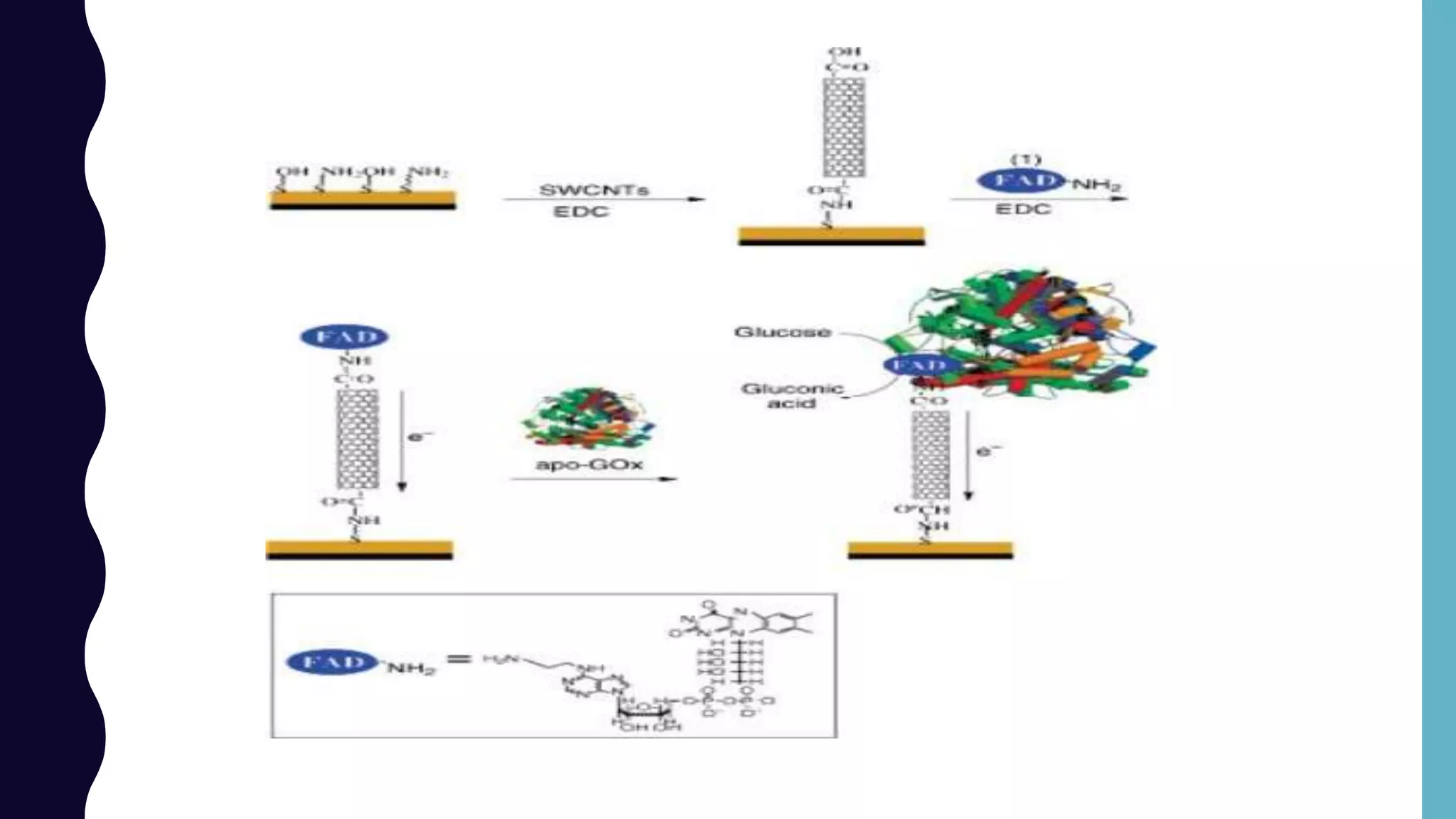Glucose Biosensors | PPTX