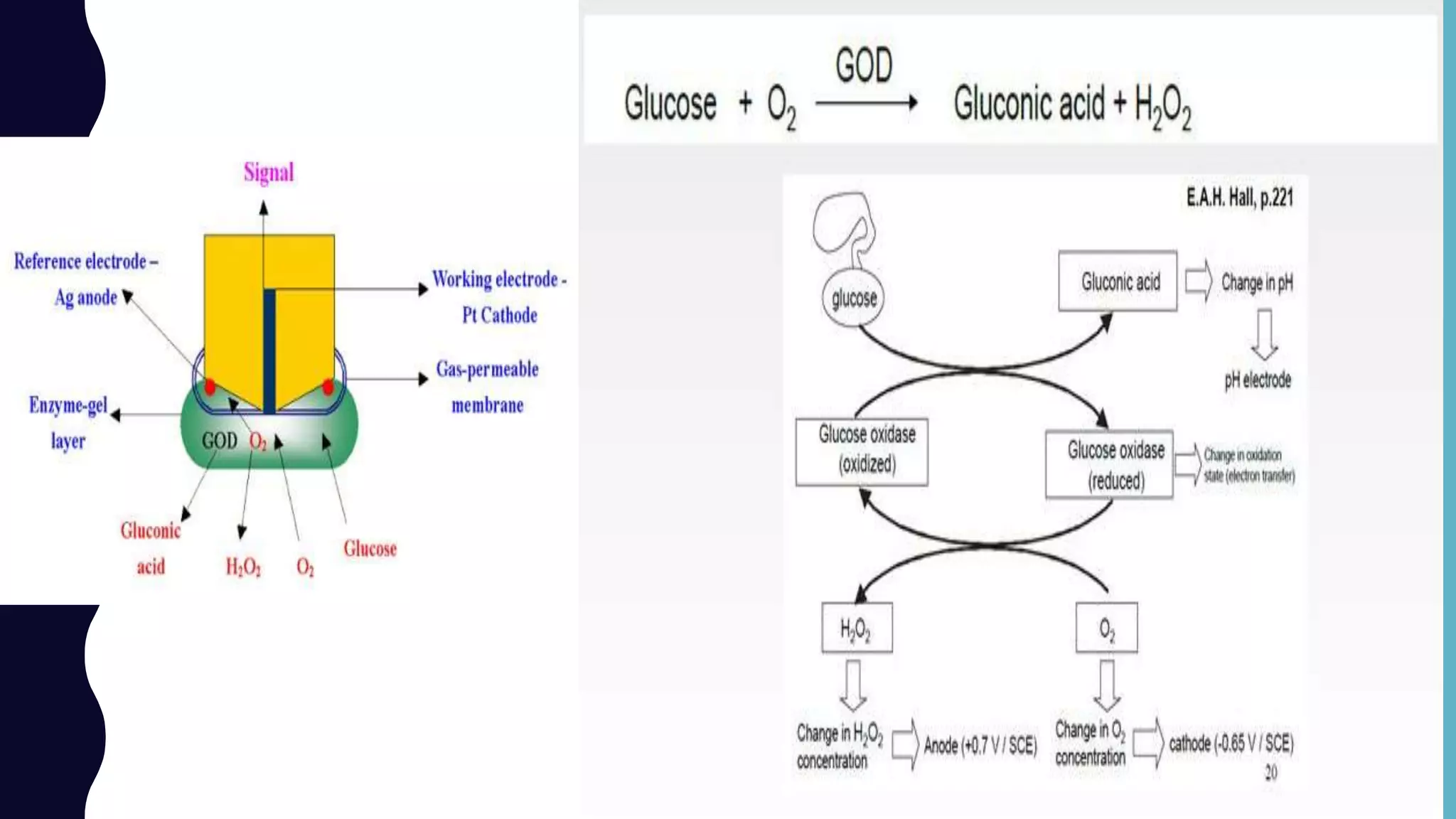 Glucose Biosensors | PPTX
