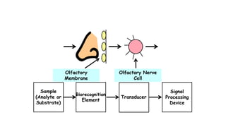 Biosensors | PPT | Free Download