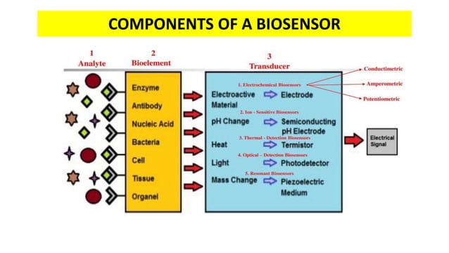 Biosensors | PPT | Chemistry | Science