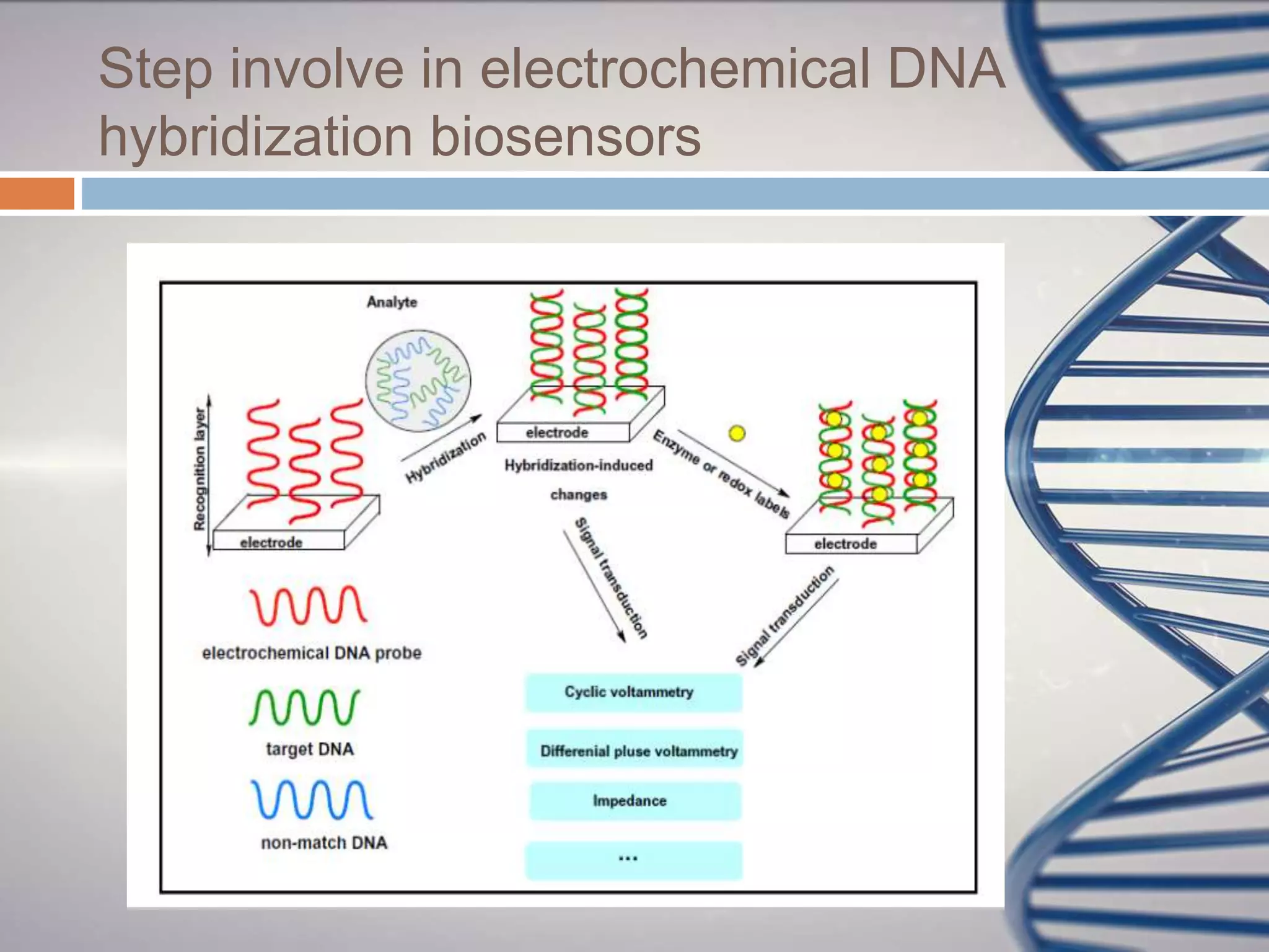Nucleic Acid Based Biosensors | PPT