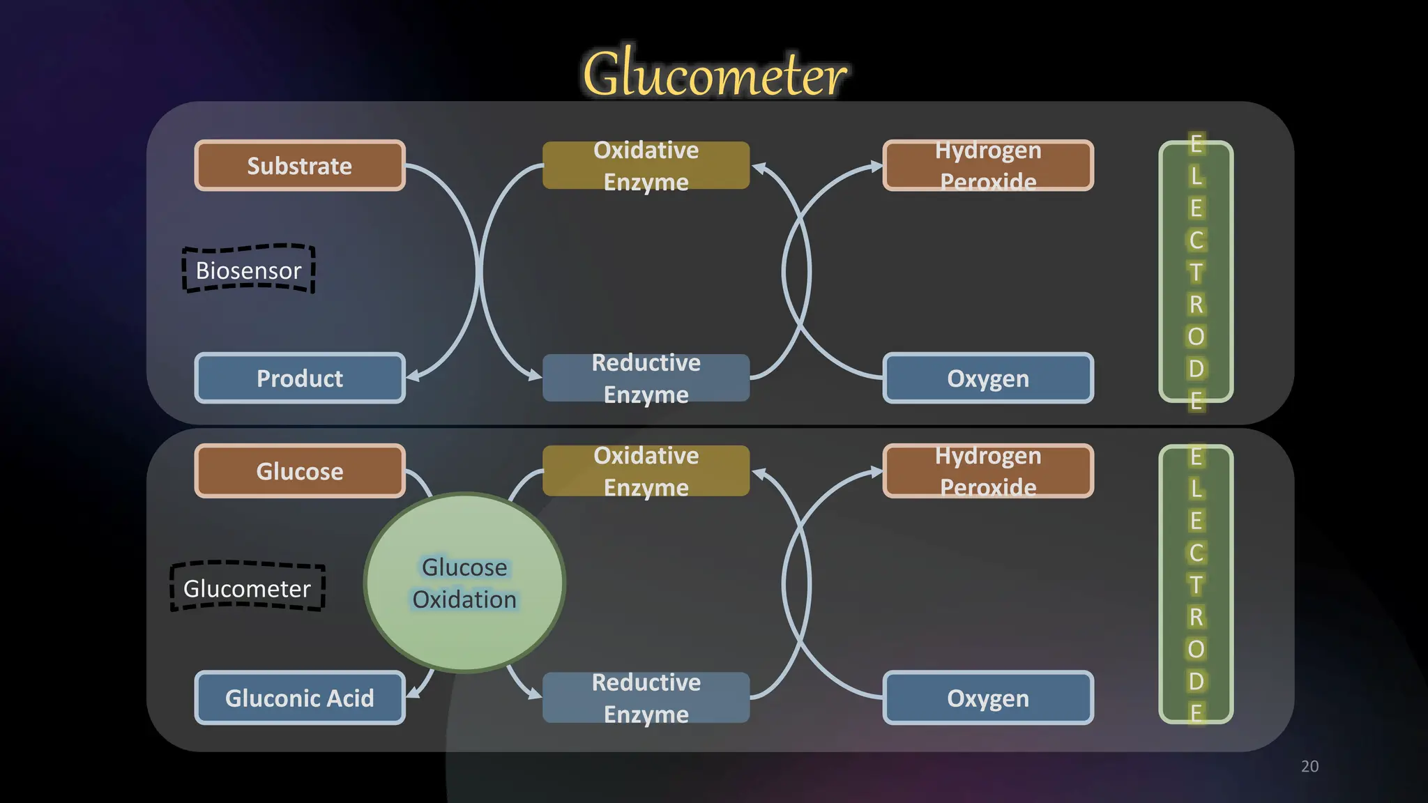 Biosensors and Enzyme electrode | PPTX