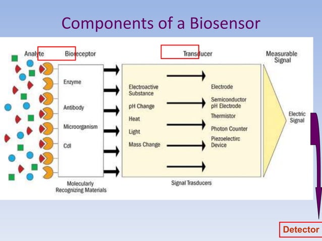 Biosensor seminar by kamaljeet | PPT | Chemistry | Science