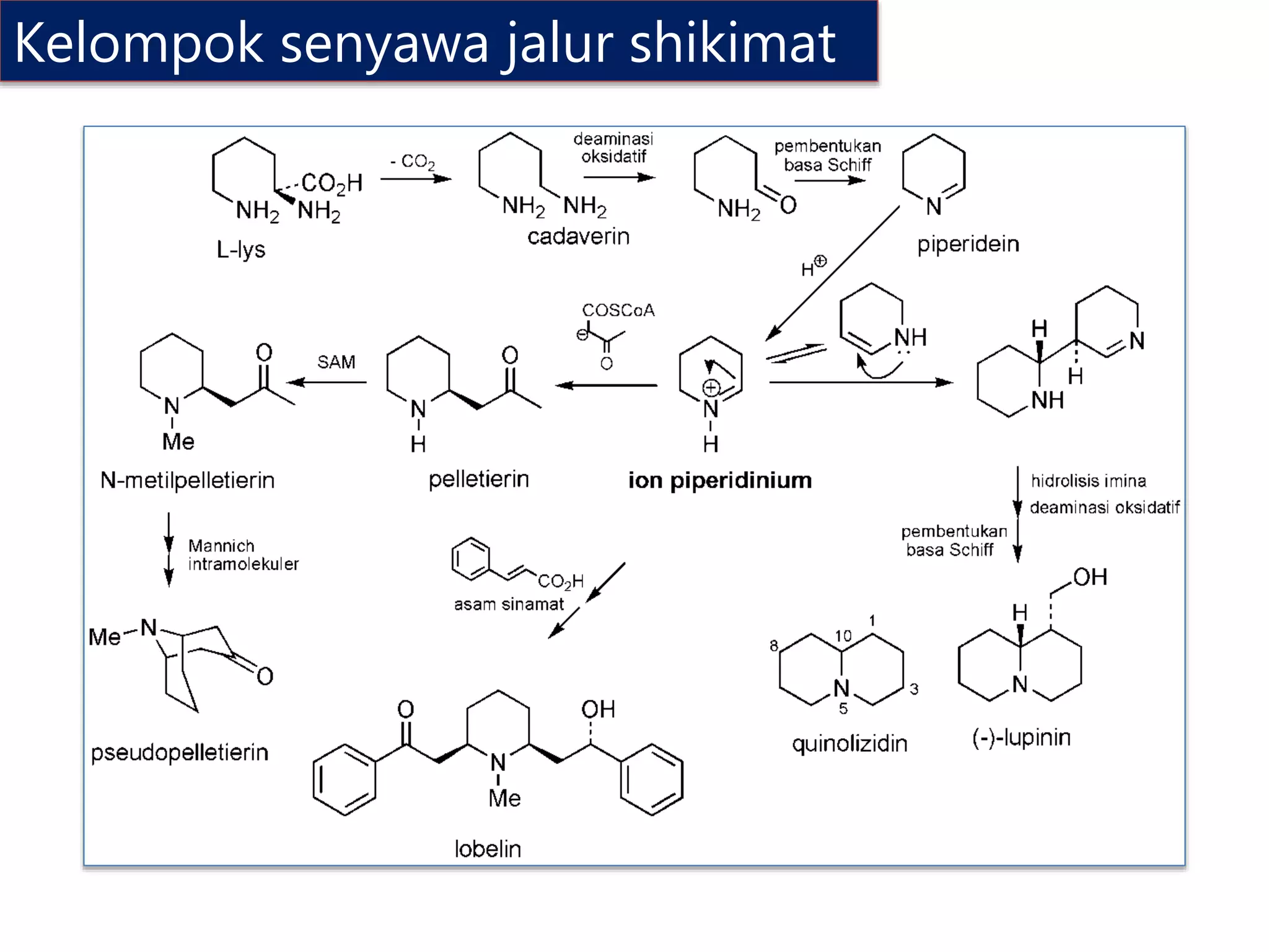 Biosentesis metabolit sekunder | PPTX