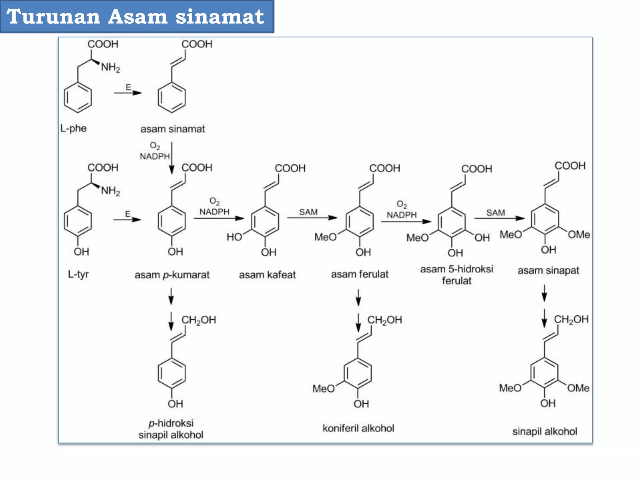 Biosentesis metabolit sekunder | PPTX