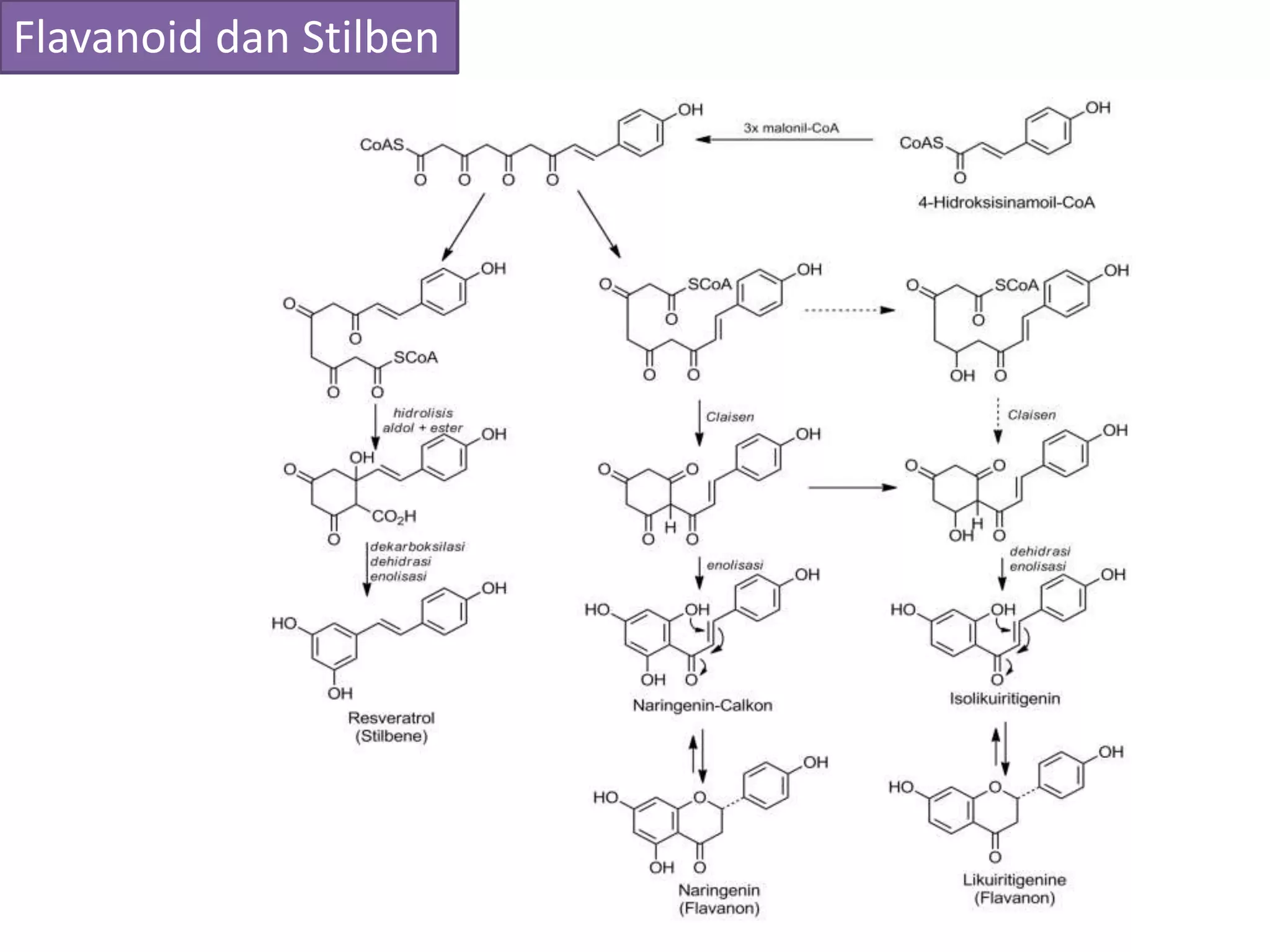 Biosentesis metabolit sekunder | PPTX