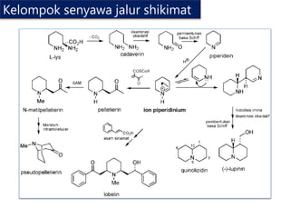 Biosentesis metabolit sekunder | PPTX