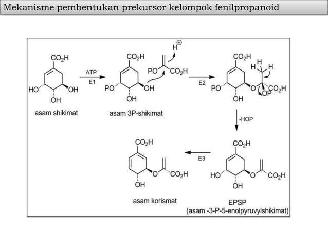 Biosentesis metabolit sekunder | PPTX