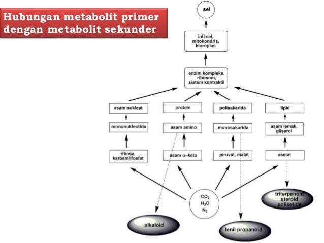Biosentesis metabolit sekunder