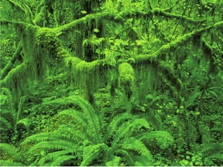 BIOSFER- flora -fauna dan macam-macam jenis biosfer | PPT
