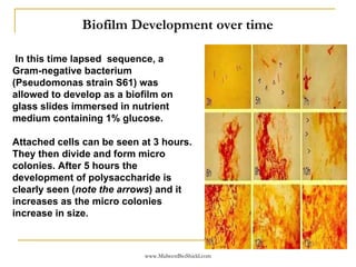 BioShield 75 And Biofilm Prevention Mwbs | PPT
