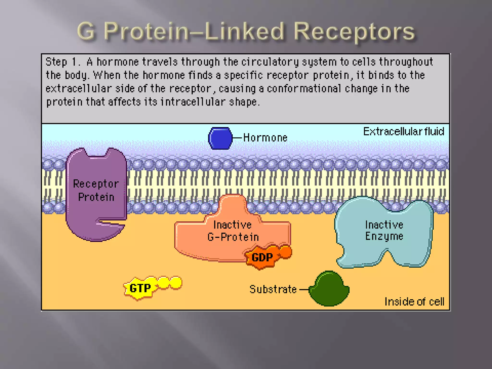 Bio signaling | PPTX