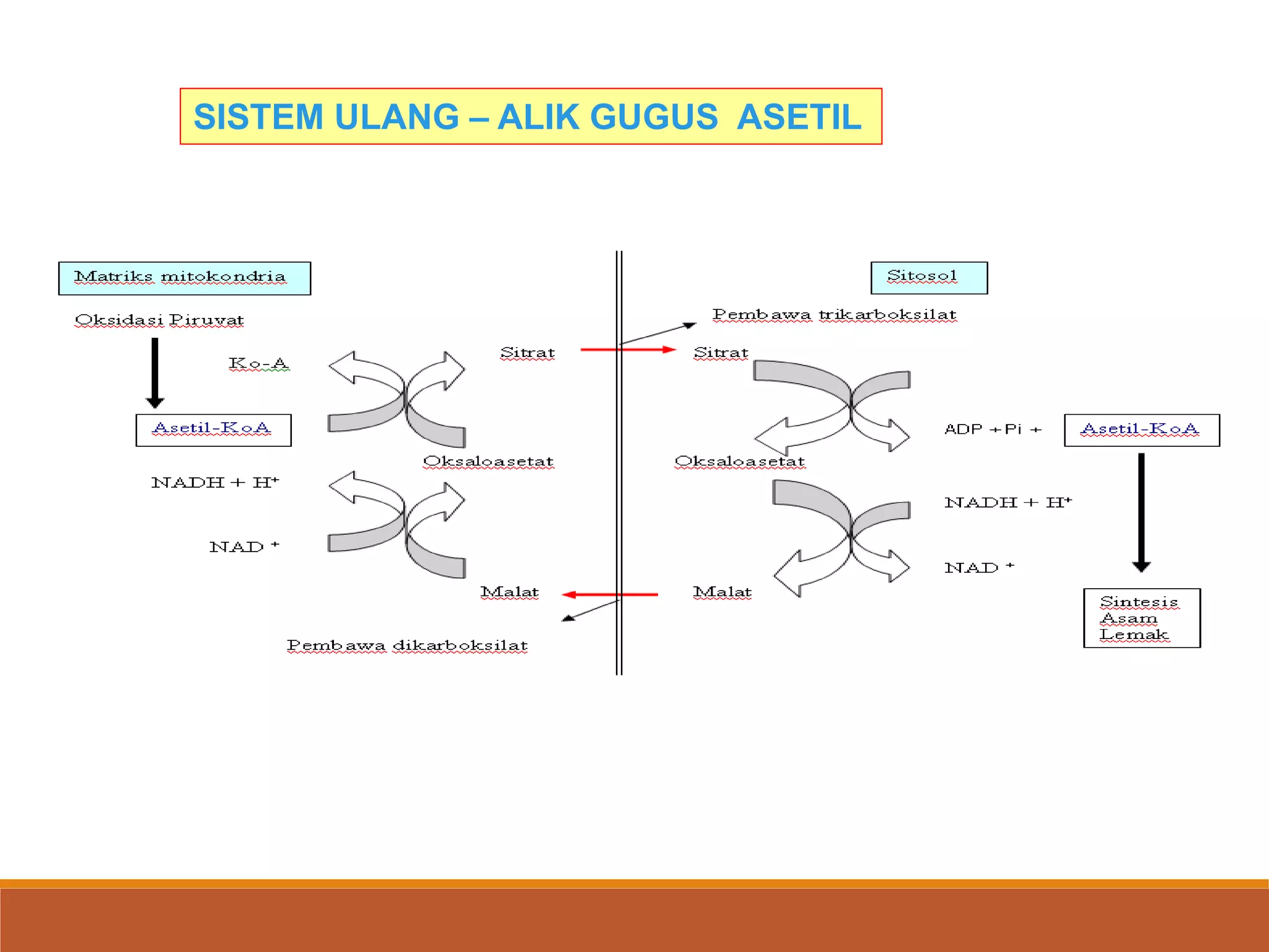 Biosintesis Asam Lemak.pptx