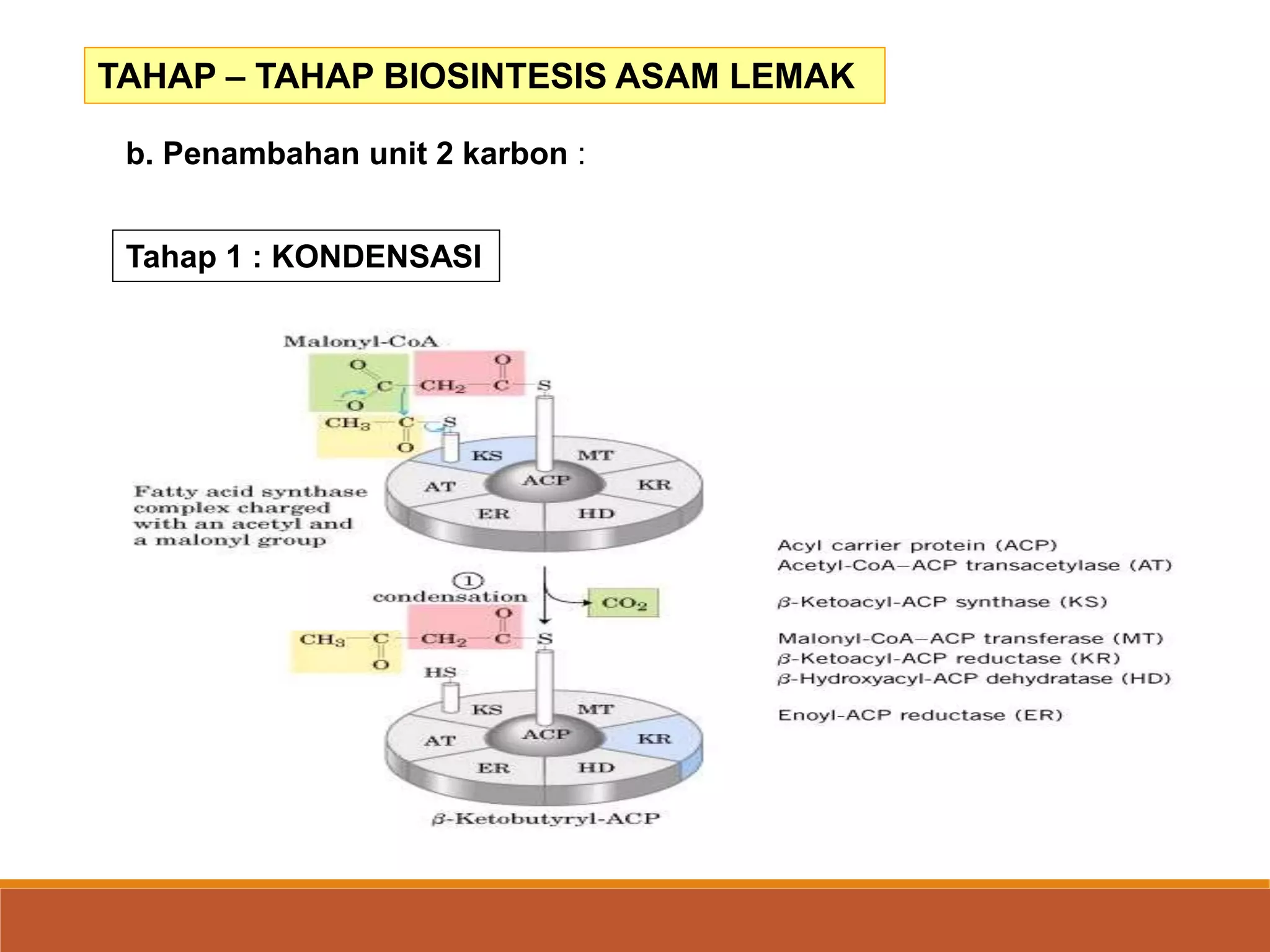 Biosintesis Asam Lemak.pptx