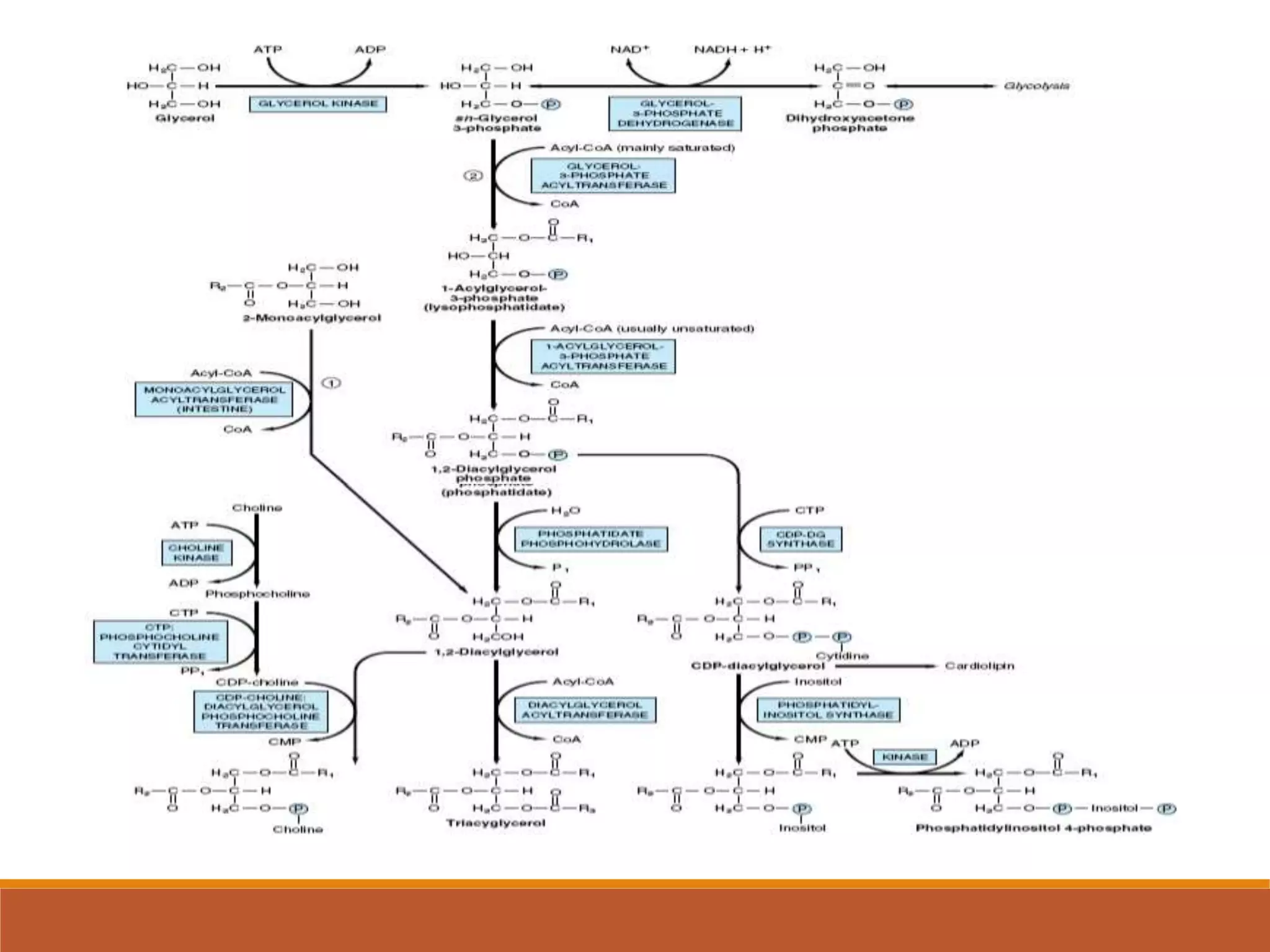 Biosintesis Asam Lemak.pptx