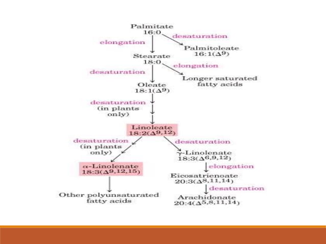 Biosintesis Asam Lemak.pptx