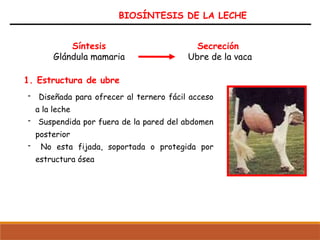 Biosintesisi de la leche en glándula mamaria.pptx