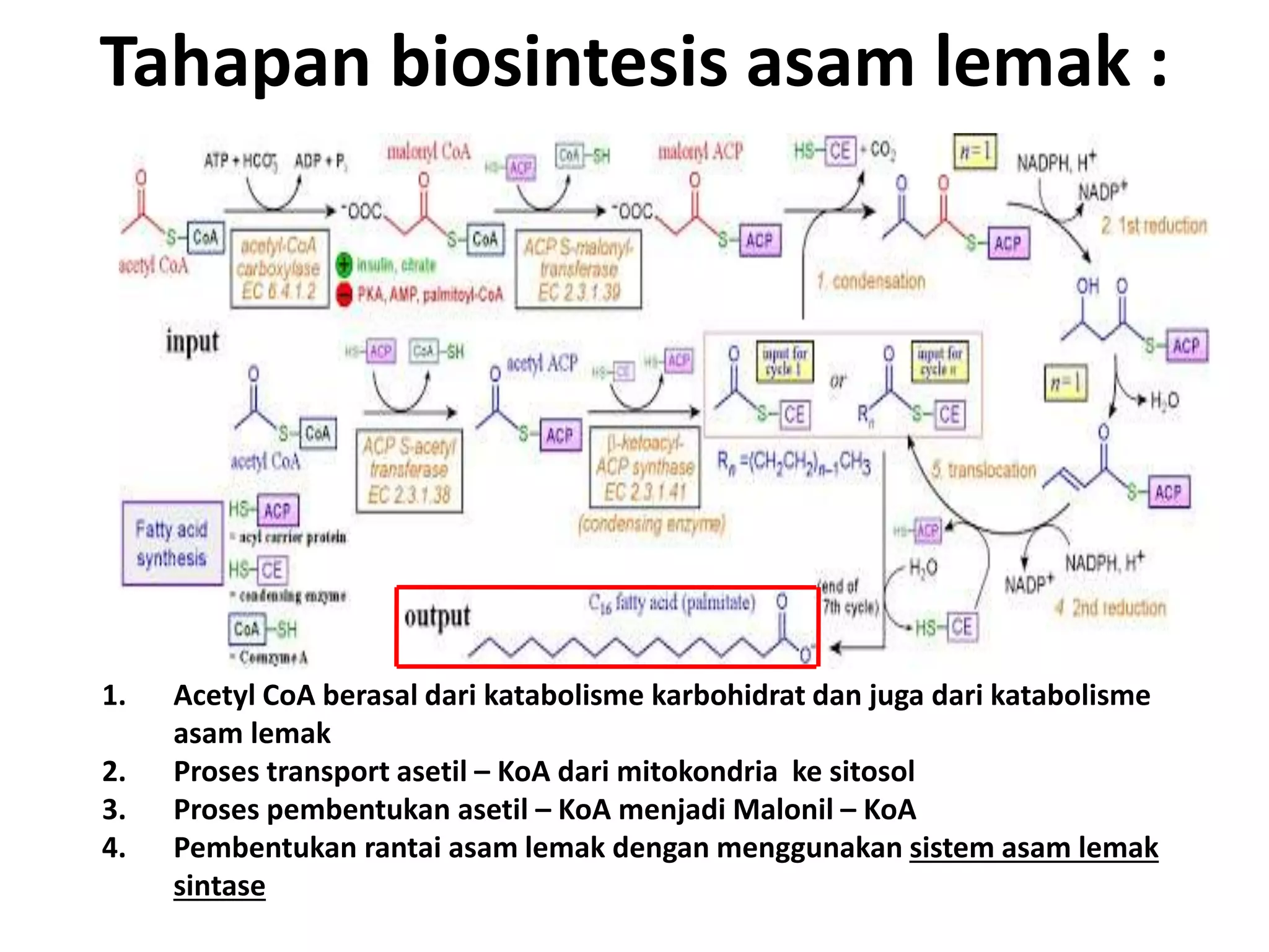 Biosintesis lipid | PPTX