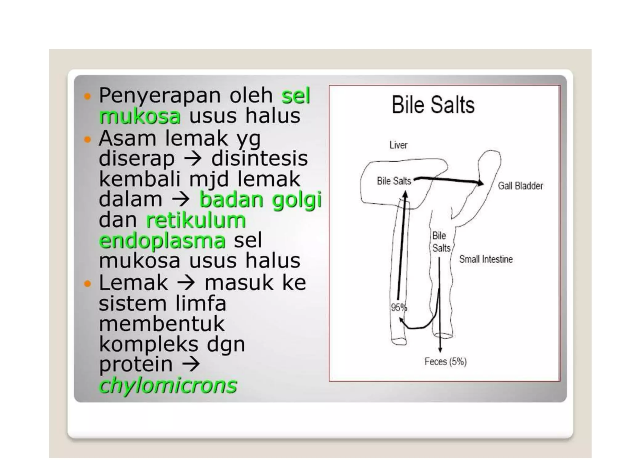 Biosintesis lipid | PPTX