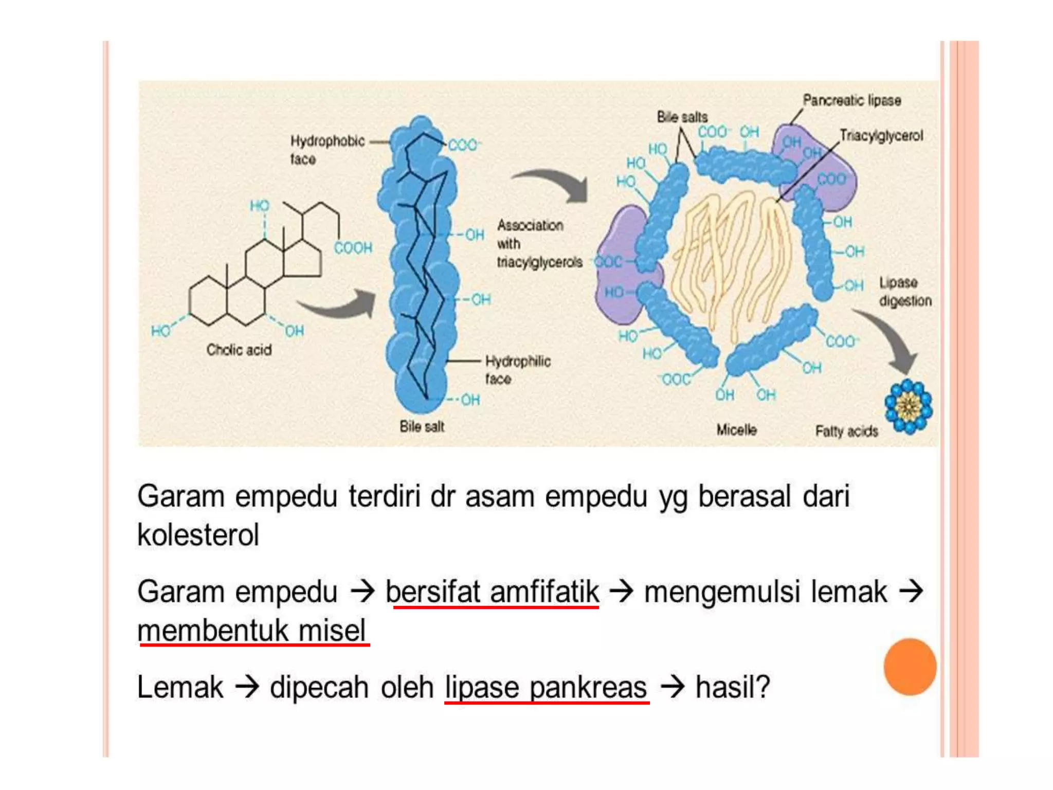 Biosintesis lipid | PPTX