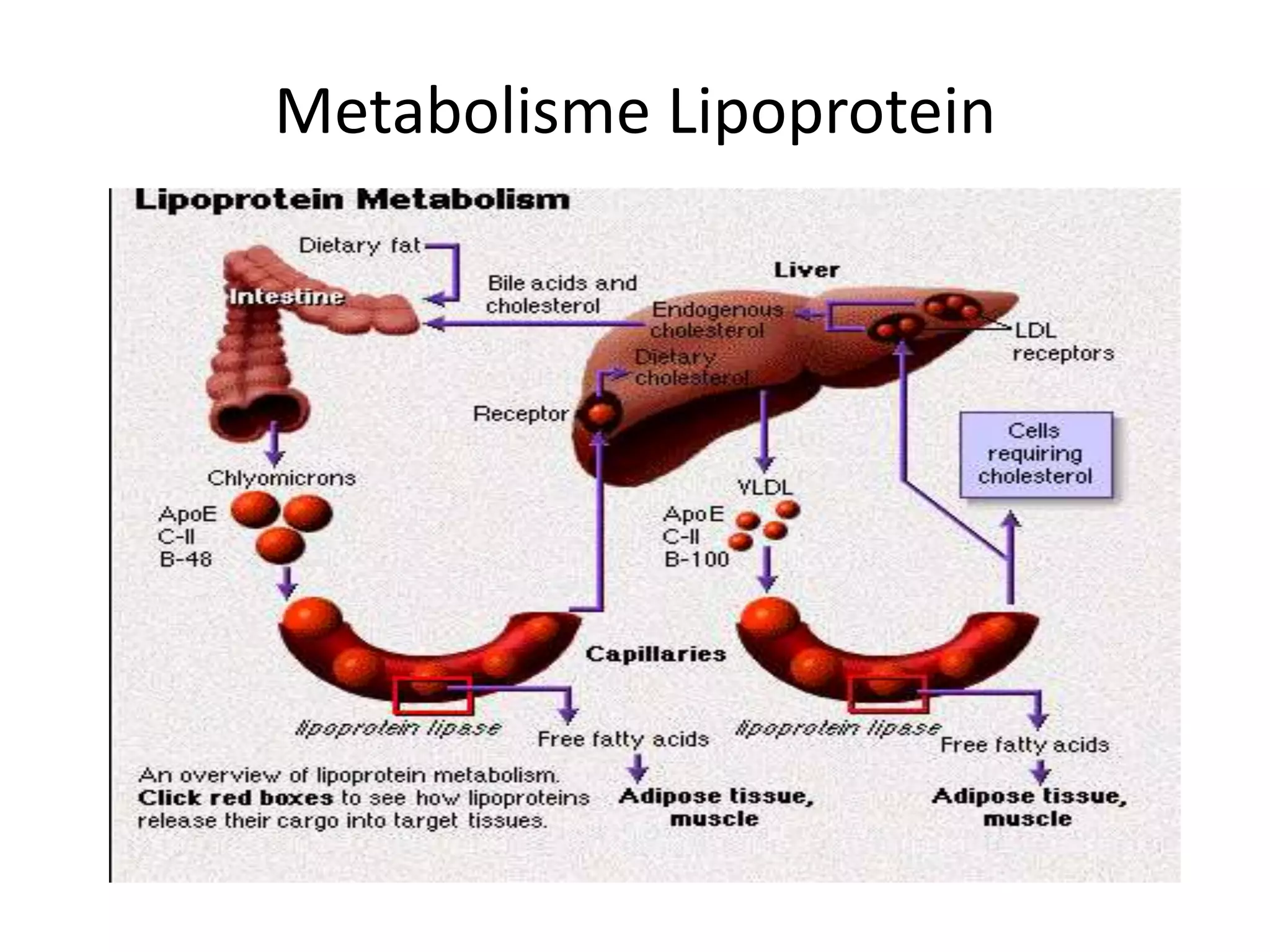 Biosintesis lipid | PPTX