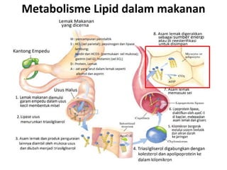 Biosintesis lipid | PPTX