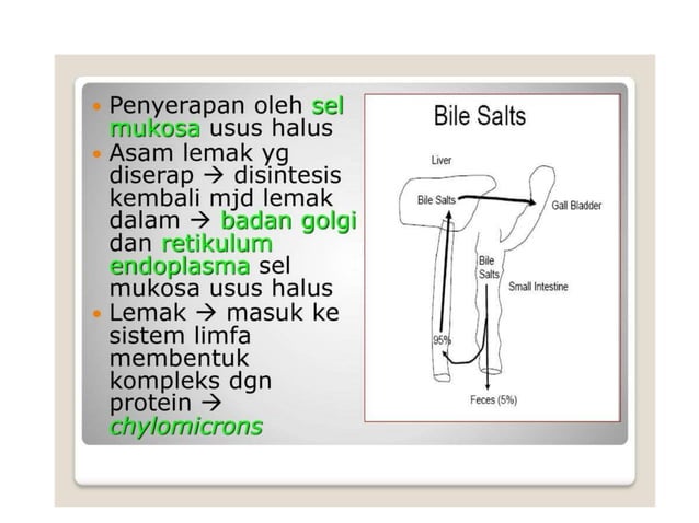 Biosintesis lipid | PPTX
